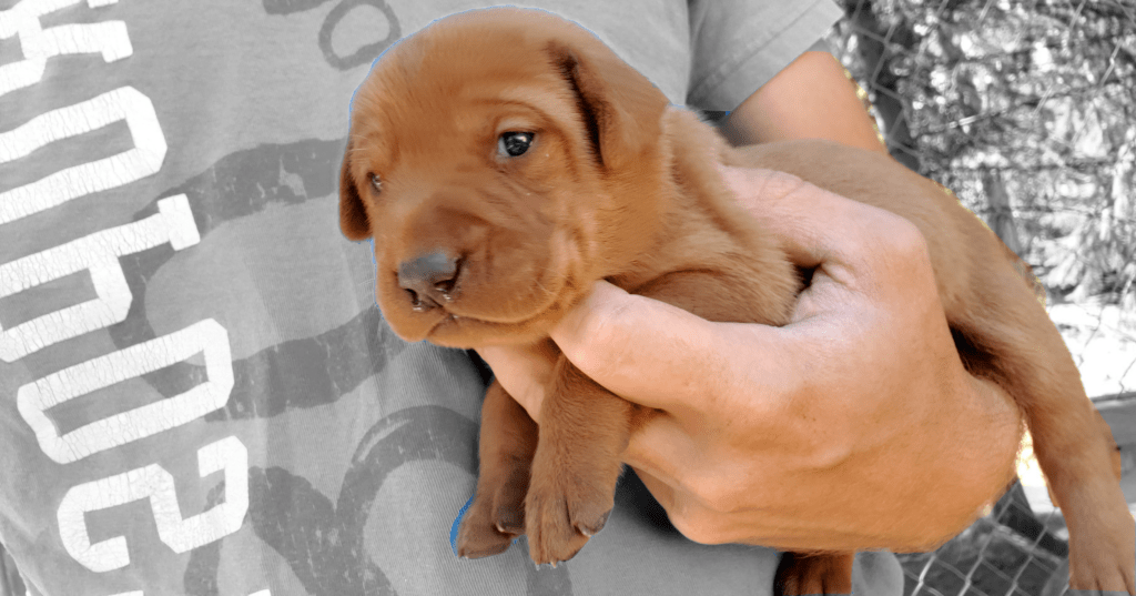Spokane Labradors – Fine looks and quality bred Labrador Retrievers for ...