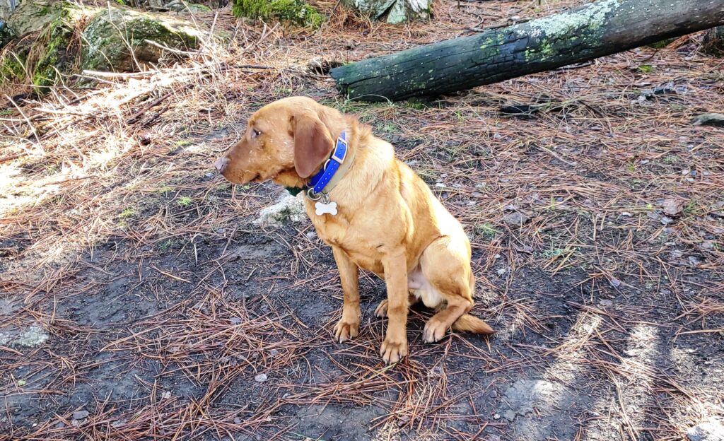 Copper – Spokane Labradors